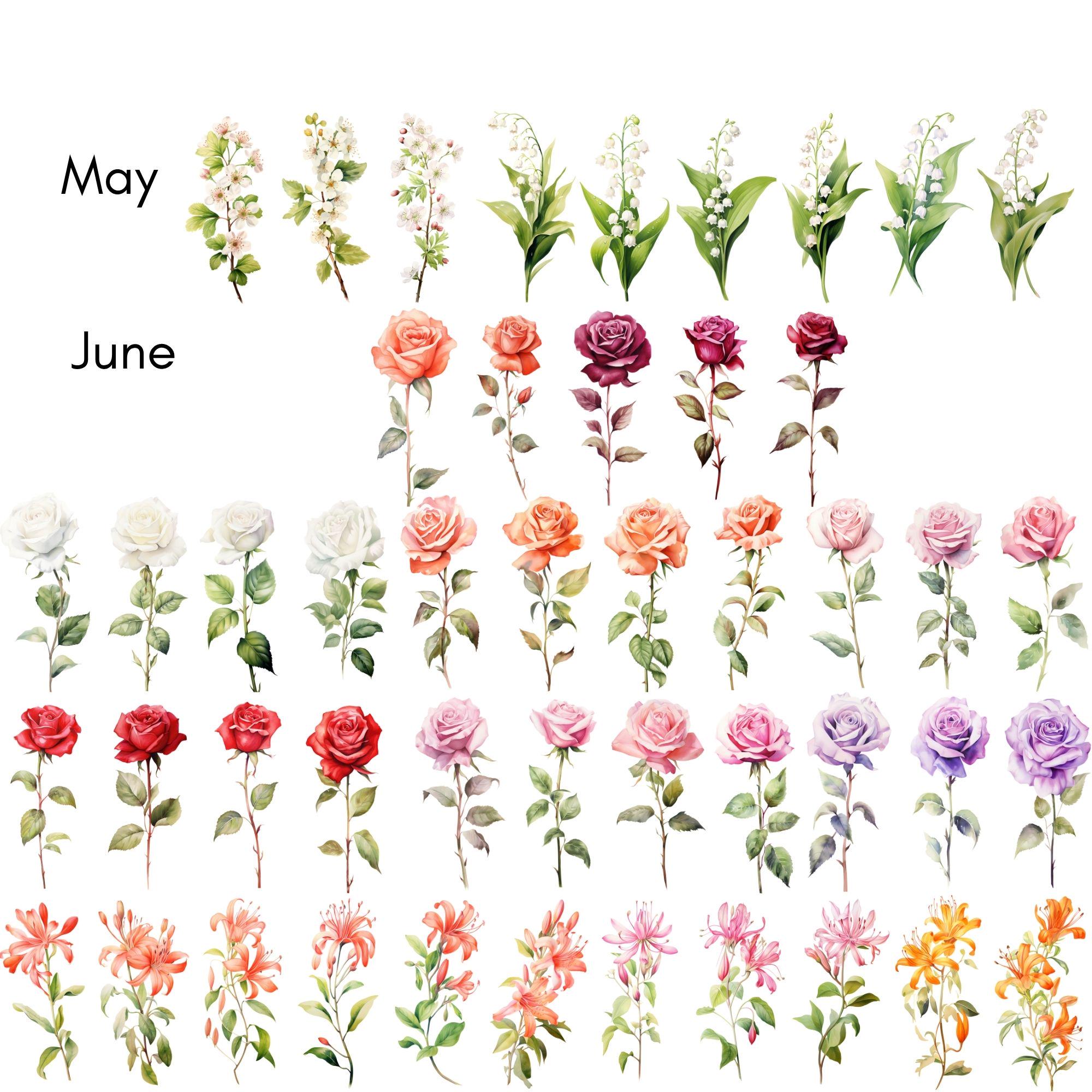 300 Birth Month Flowers Clipart, PNG, Set Watercolor, Watercolor Floral ...
