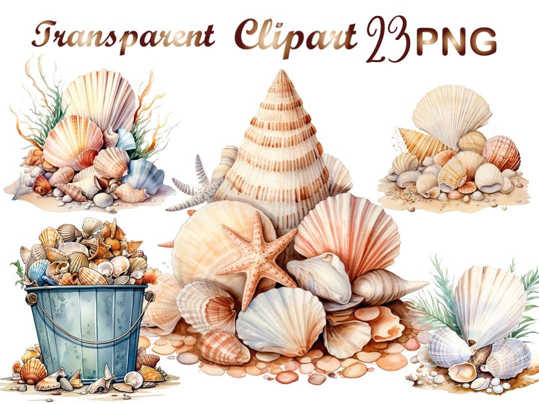 12 Watercolor Seashells Clipart PNG, Seashells Png, Seashells Clipart ...