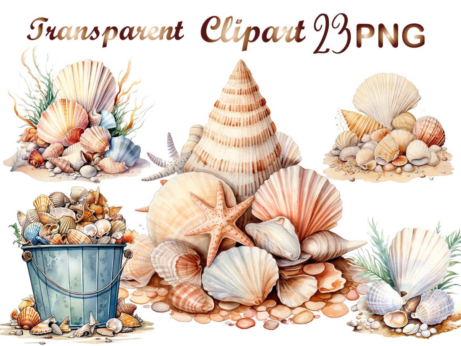 12 Watercolor Seashells Clipart PNG, Seashells Png, Seashells Clipart ...