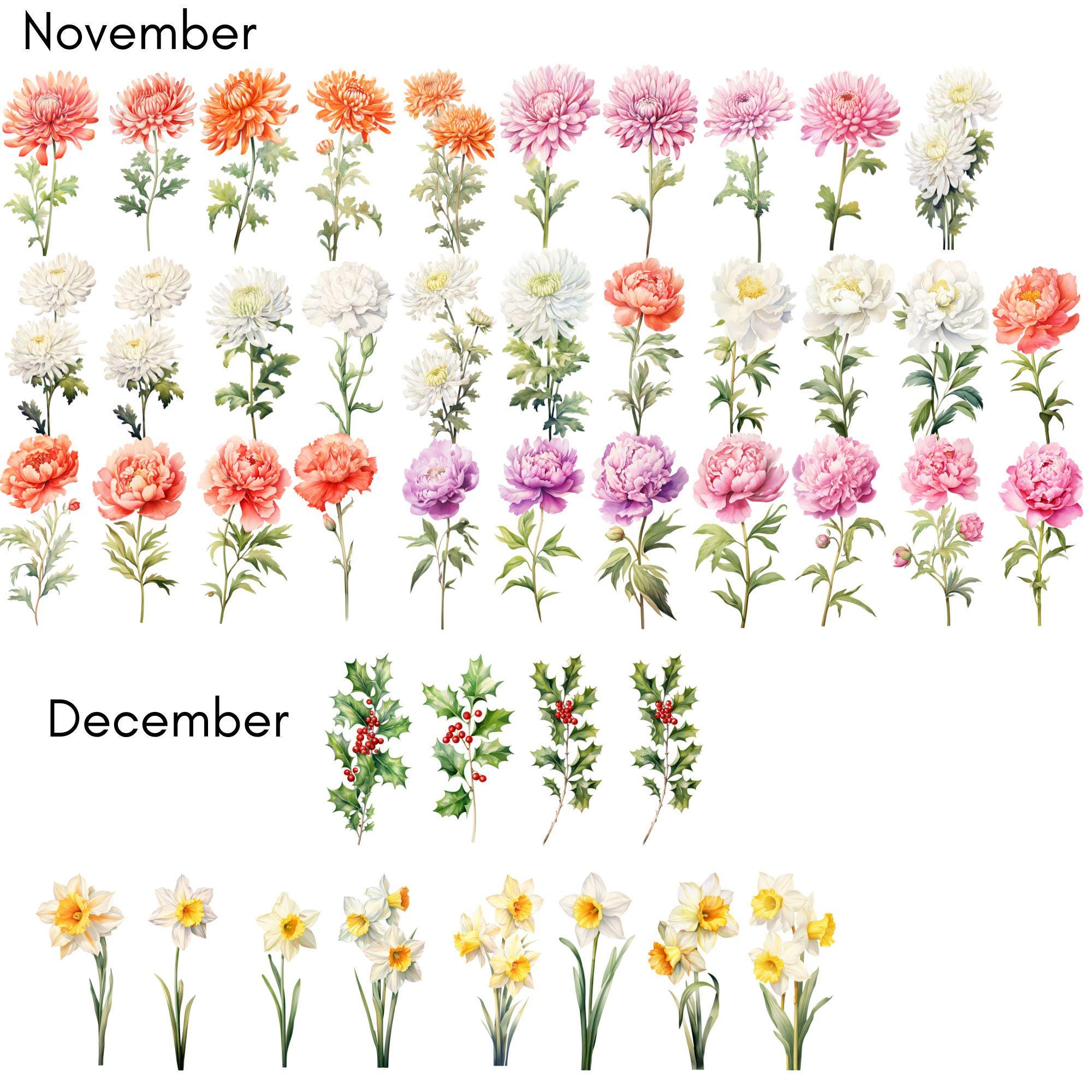 300 Birth Month Flowers Clipart, PNG, Set Watercolor, Watercolor Floral ...