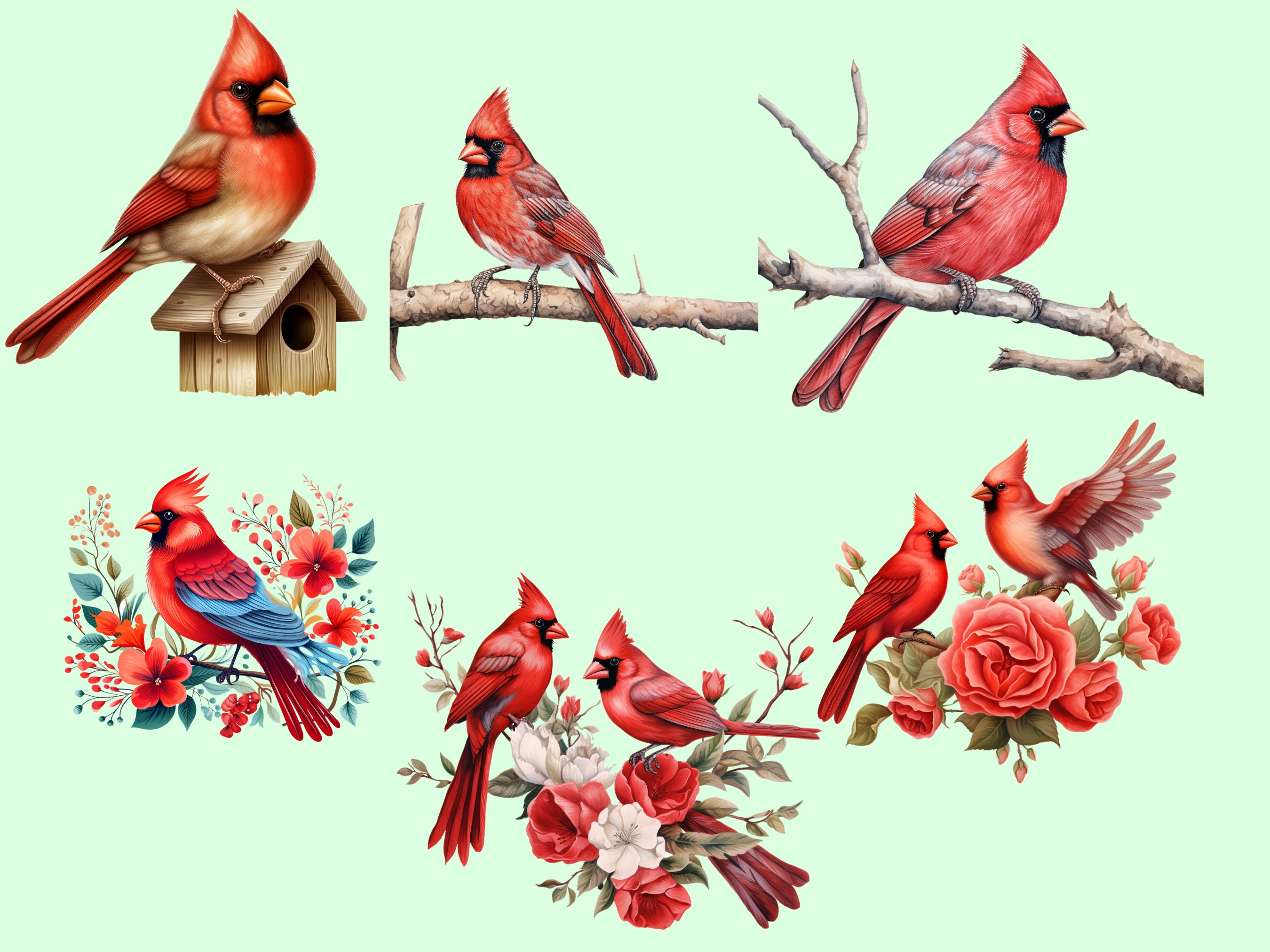 35 Red Cardinal Clipart PNG, Watercolor Clipart PNG, Bird Clipart, PNG ...