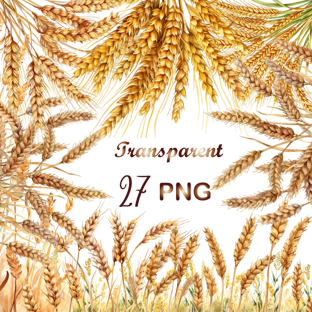 27 PNG Watercolor Wheat Clipart Bundle, Wheat Digital Images, Wheat ...