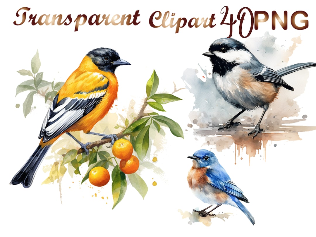 40 Watercolor Bird Clipart Png, Woodcock Bird Png, Goldfinch Bird ...
