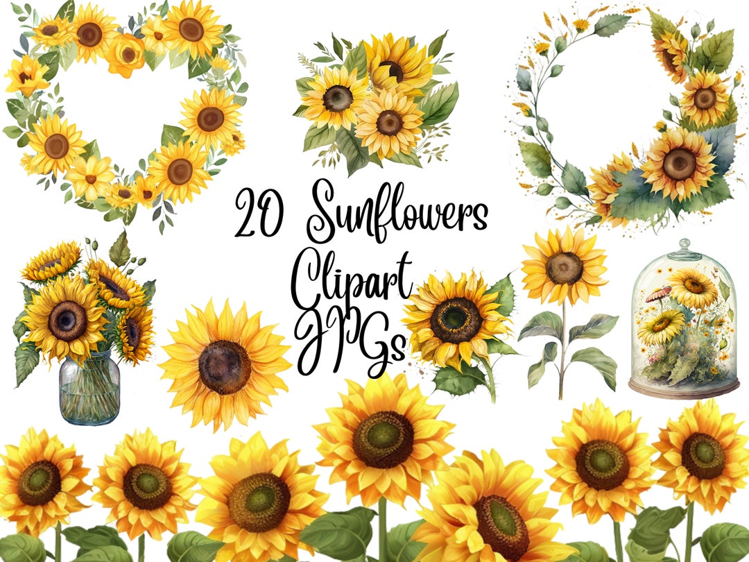 20 Watercolor Sunflowers Clipart , Jpgs, Sunflower Frame, Sunflower ...