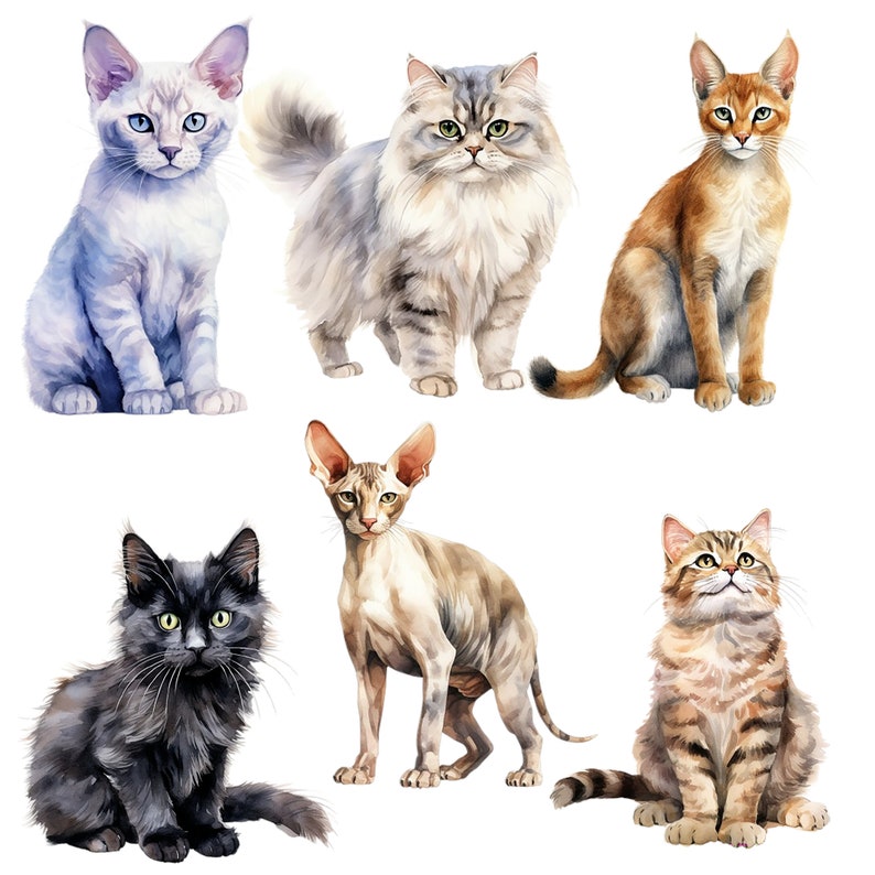 75 PNG, Cat Breeds Clipart Bundle, Cute Cats Clipart, Graphic Design ...