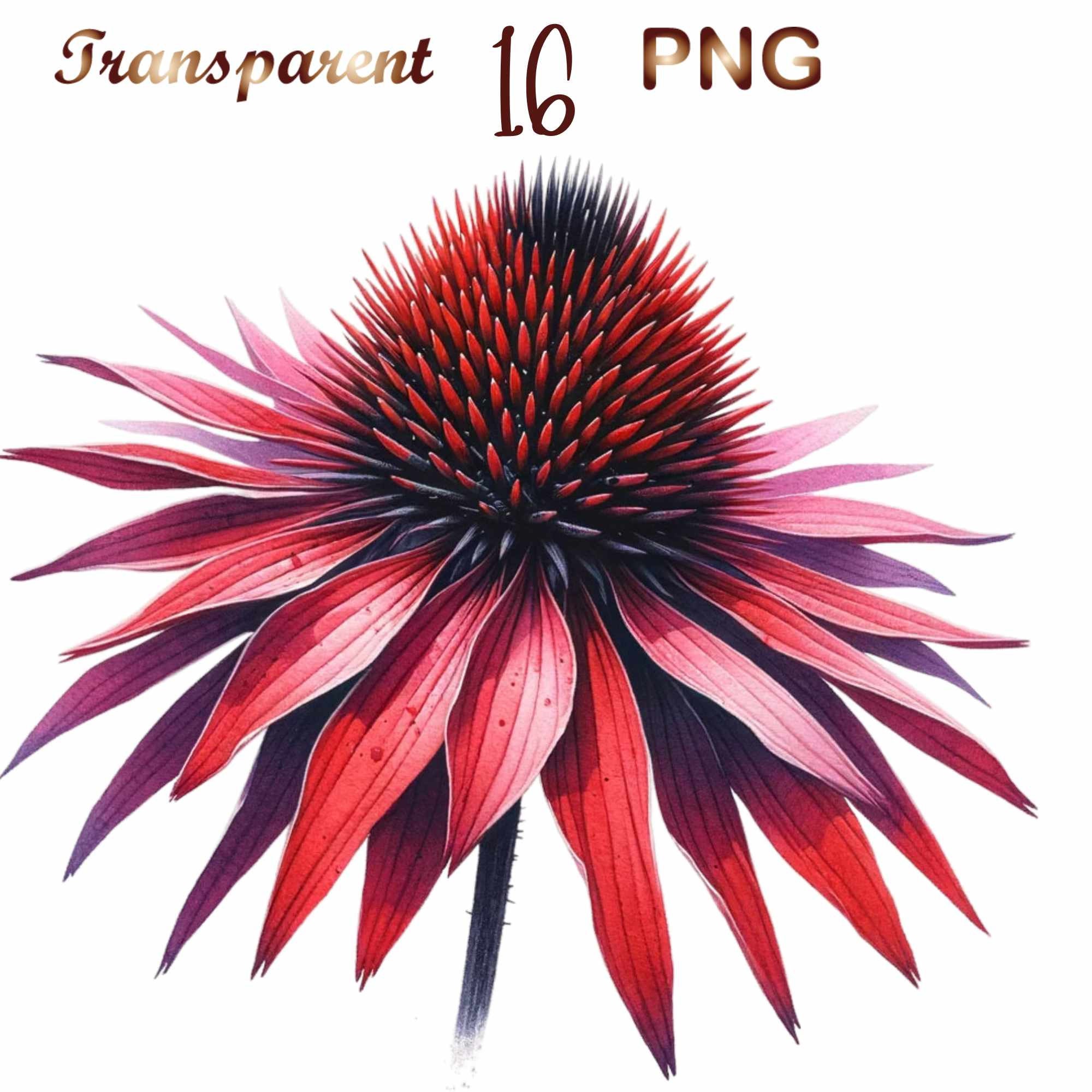16 Coneflower Clipart, Coneflower, Coneflower Painting, Watercolor ...