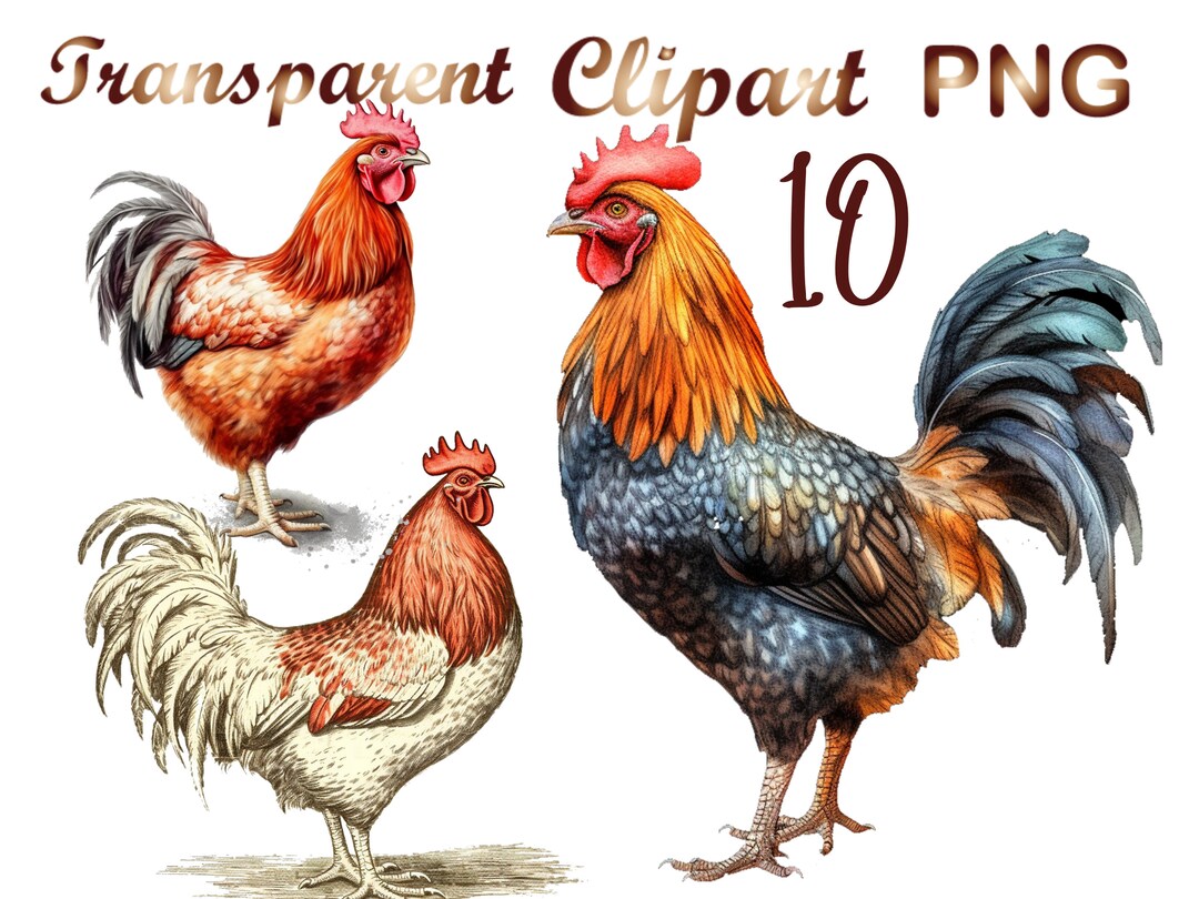 10 Watercolor Cockerel Clipart, PNG, High Quality Png, Chicken Png ...
