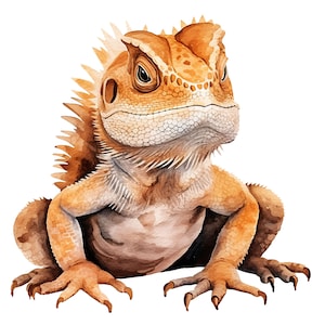 20 Watercolor Bearded Dragon Clipart PNG, Bearded Dragon Clipart ...