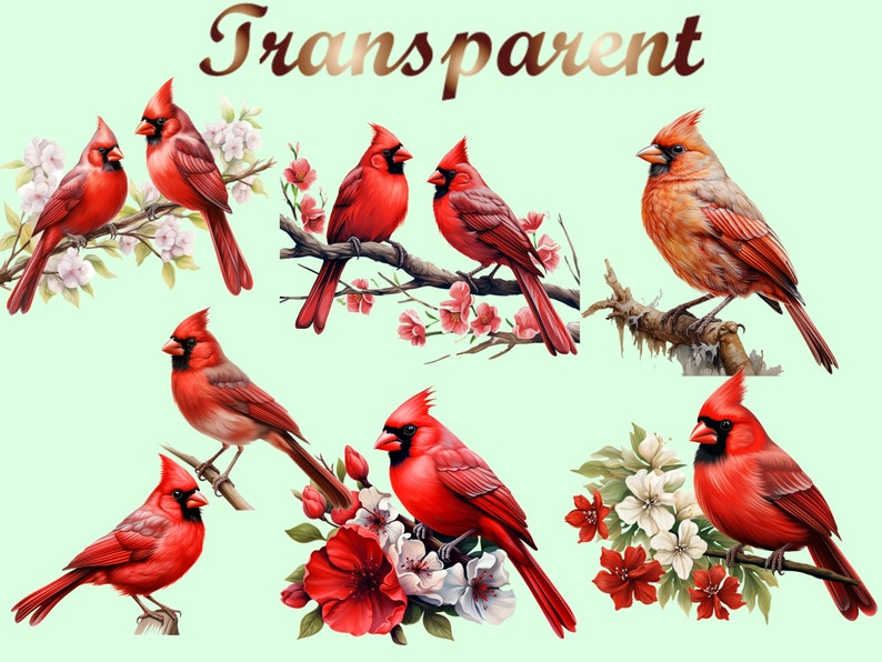 35 Red Cardinal Clipart PNG, Watercolor Clipart PNG, Bird Clipart, PNG ...