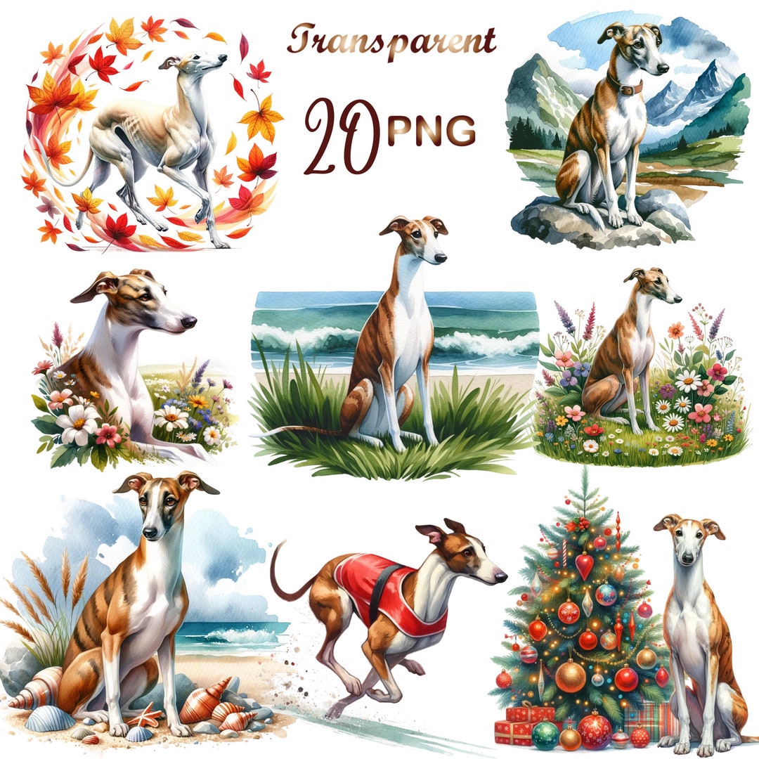 20 PNG, Greyhound Dogs Watercolor Clipart Bundle, Greyhound Dogs Design ...
