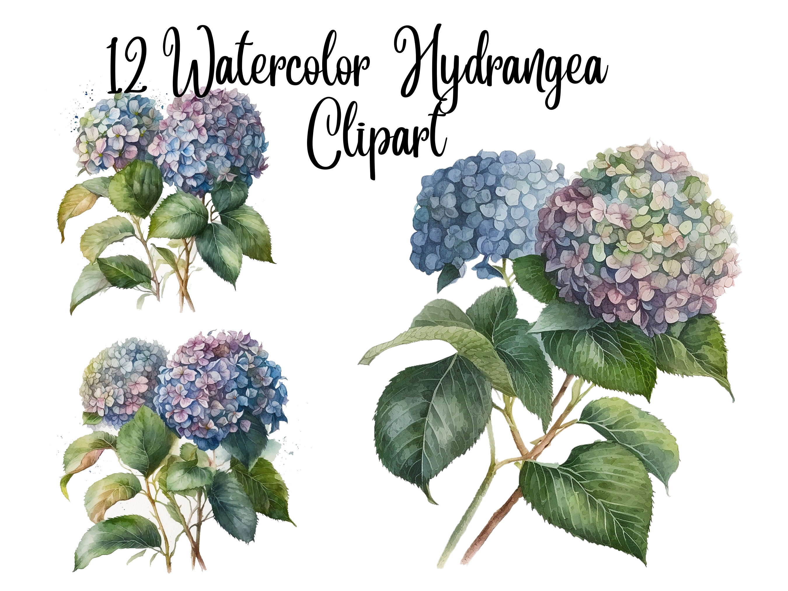 Watercolor Hydrangea Clipart, 12 Jpgs Card Making, Mixed Media, Digital ...