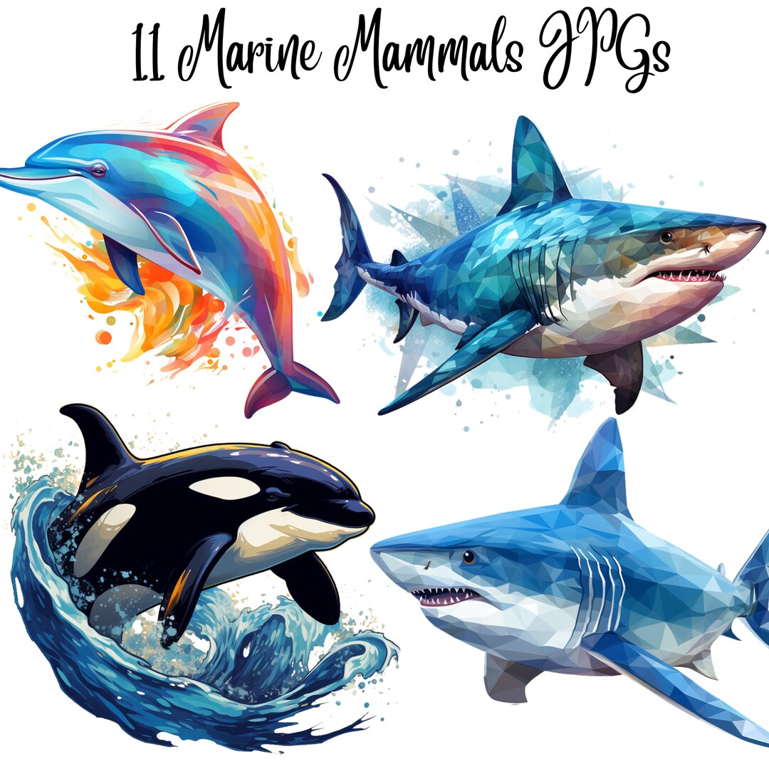 11 Marine Mammals Clipart Jpgs, Marine Life Clipart,commercial Use ...