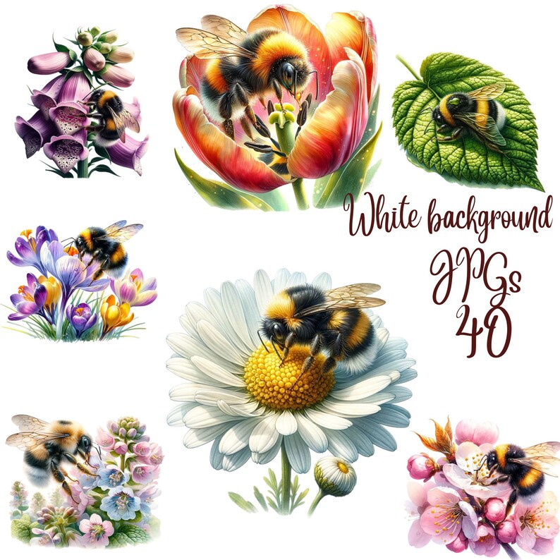 Bumblebee on Flower Clipart Bundle, Spring, 40 Jpgs Commercial Use ...