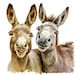 12 Happy Donkeys Clipart, Donkey Clipart, JPG, Commercial Use,digital Download, Card Making ...