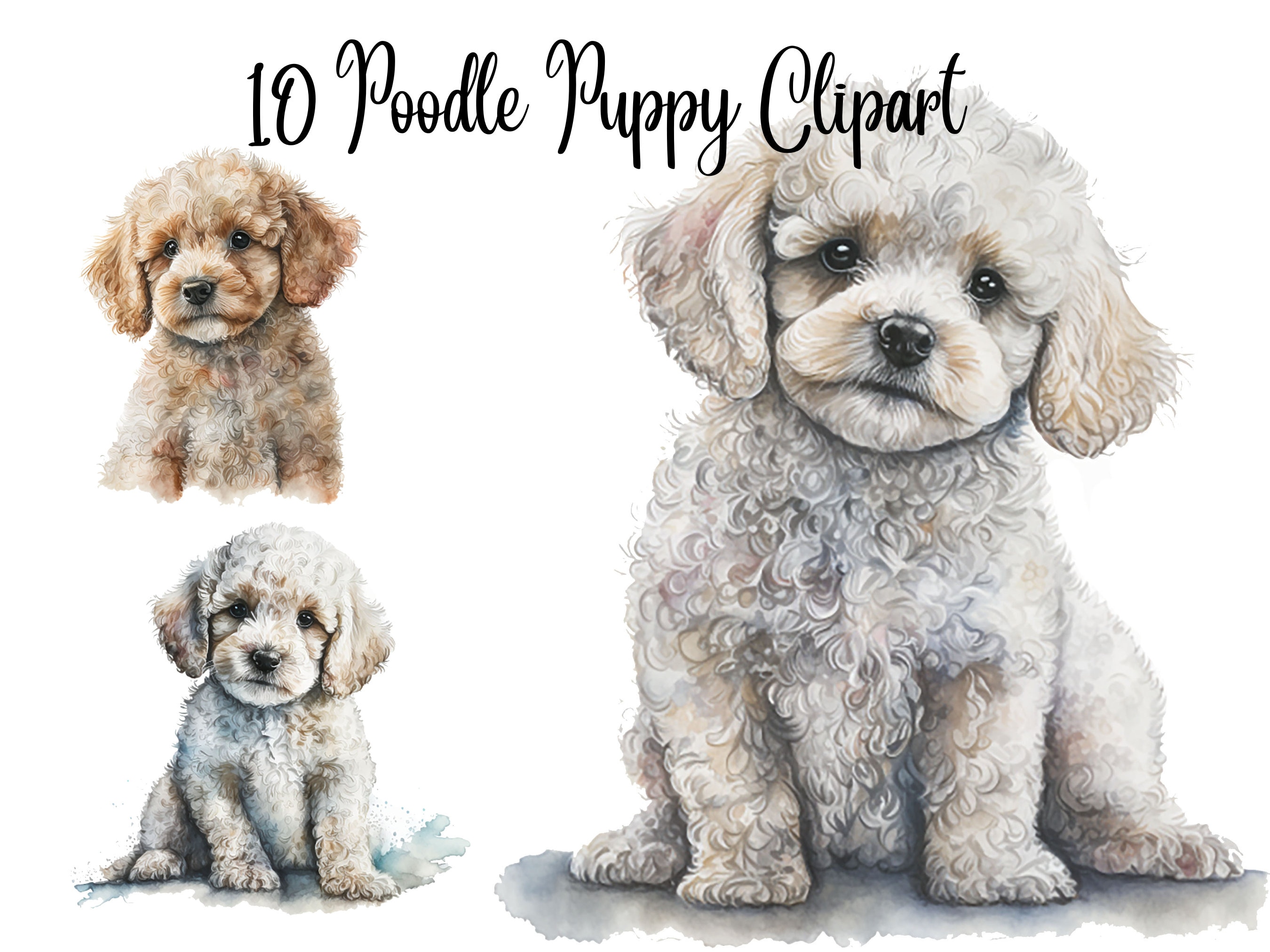 Poodle Puppy Clipart