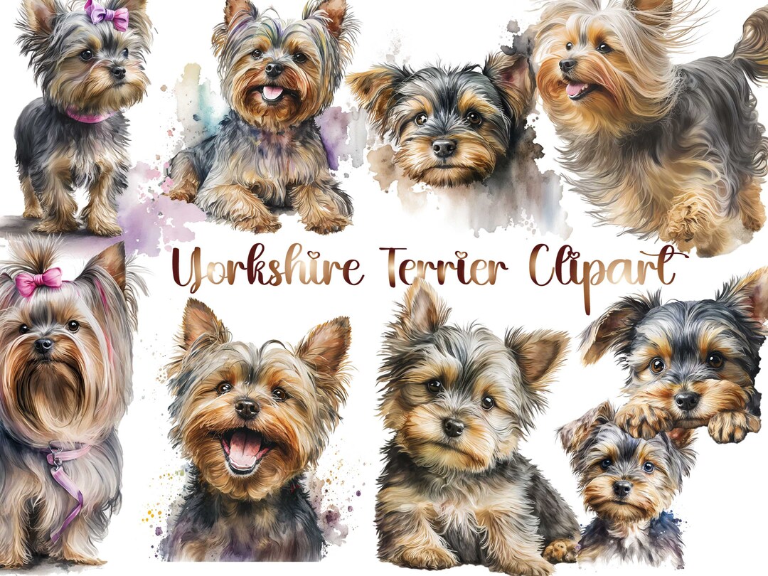 Yorkie Png, Yorkshire Terrier Png, Yorkshire Png, Yorkie Clipart ...
