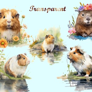 29 Watercolor Guinea Pigs Clipart PNG, Guinea Pigs Png, Flower Guinea ...