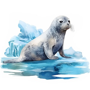 20 Winter Seal Clipart Jpgs, Printable Watercolor Clipart, Winter Seal ...