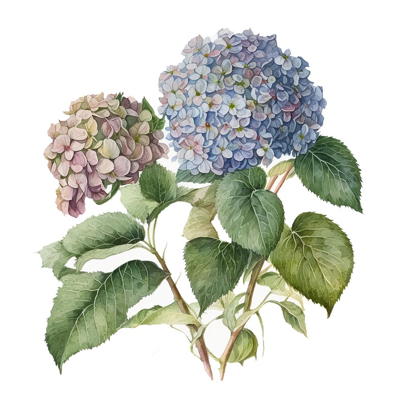 Watercolor Hydrangea Clipart, 12 Jpgs Card Making, Mixed Media, Digital ...