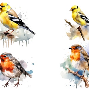 40 Watercolor Bird Clipart, Jpgs, Bird Clipart, Watercolor Bird ...