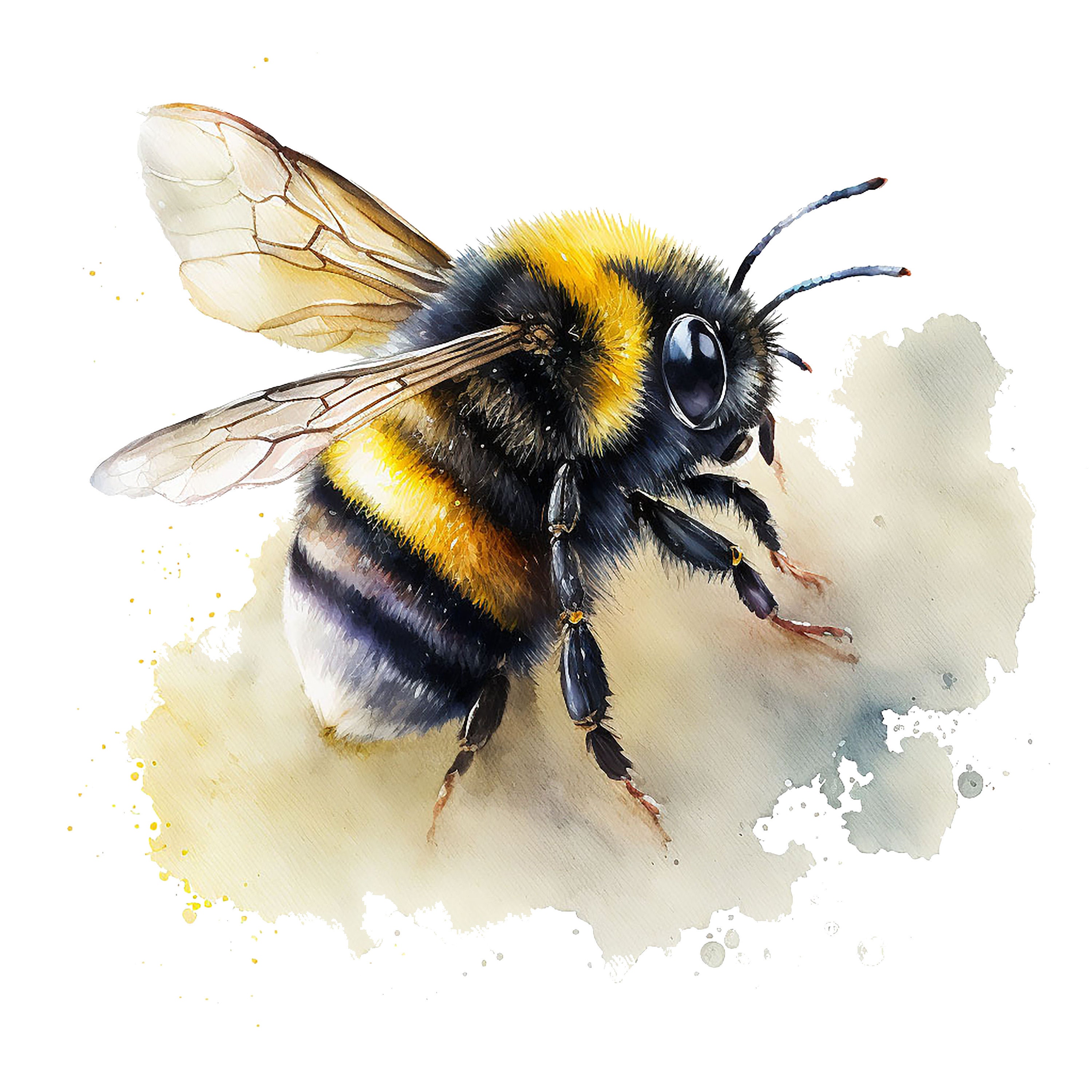 Watercolor Bumblebee Clipart, High Quality Jpgs (digital Download) - Etsy