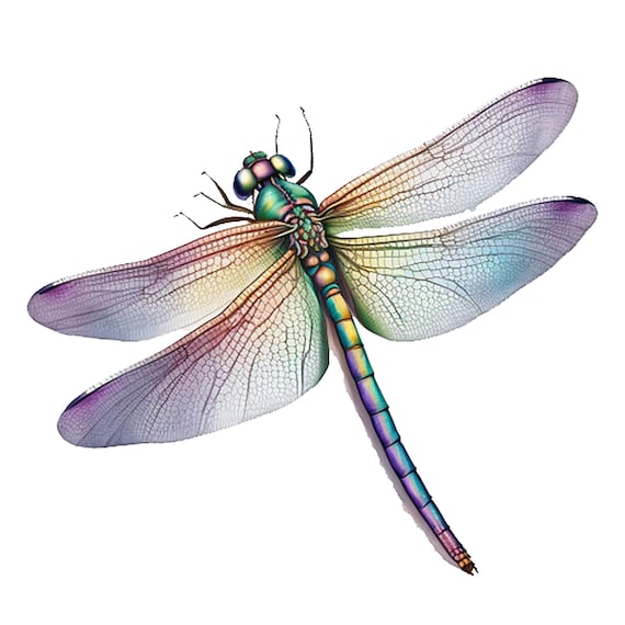 Colorful Dragonfly Clipart