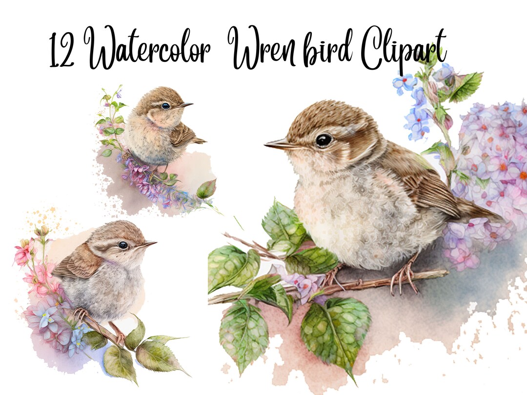 12 Wren Bird Clipart, Watercolor Clipart, Bird Clipart, Jpgs ...