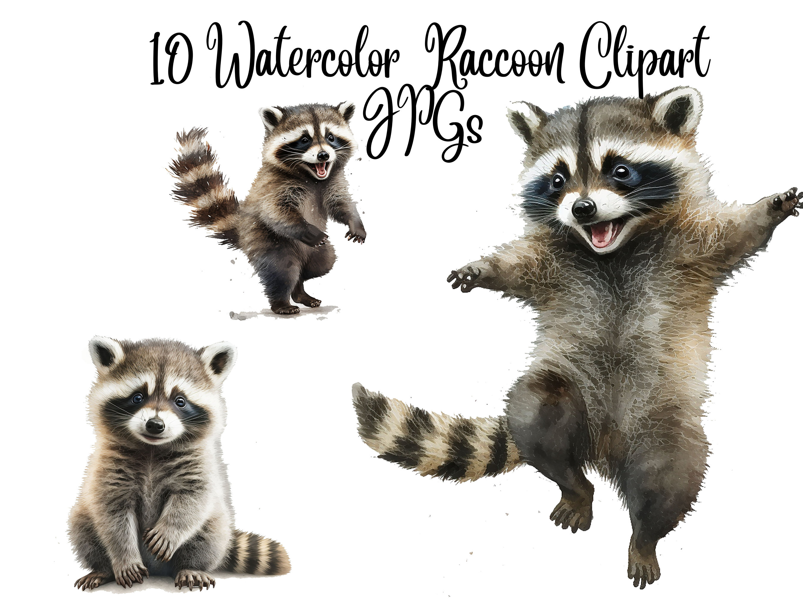 Raccoon Clip Art