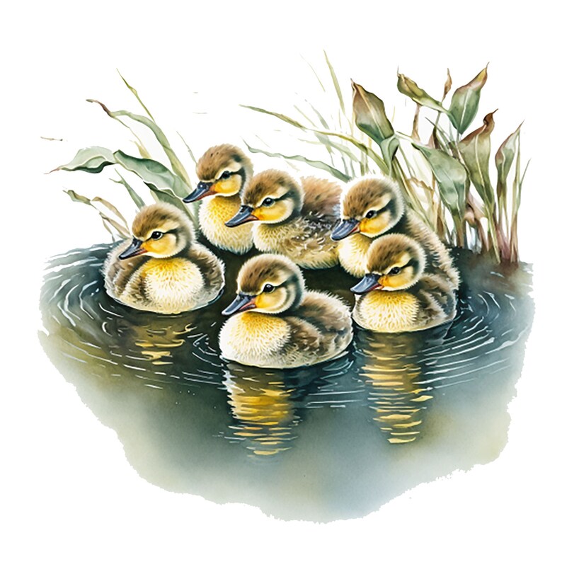 10 Ducklings Clipart Baby Duck Clipart Duckling Animal - Etsy
