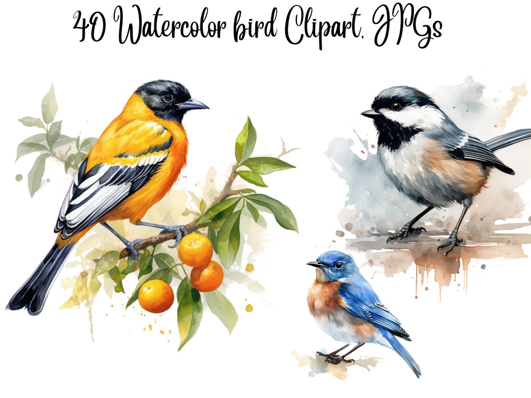 40 Watercolor Bird Clipart, Jpgs, Bird Clipart, Watercolor Bird ...