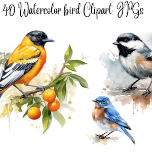 40 Watercolor Bird Clipart, Jpgs, Bird Clipart, Watercolor Bird ...