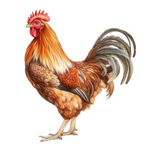 10 Watercolor Cockerel Clipart, PNG, High Quality Png, Chicken Png ...