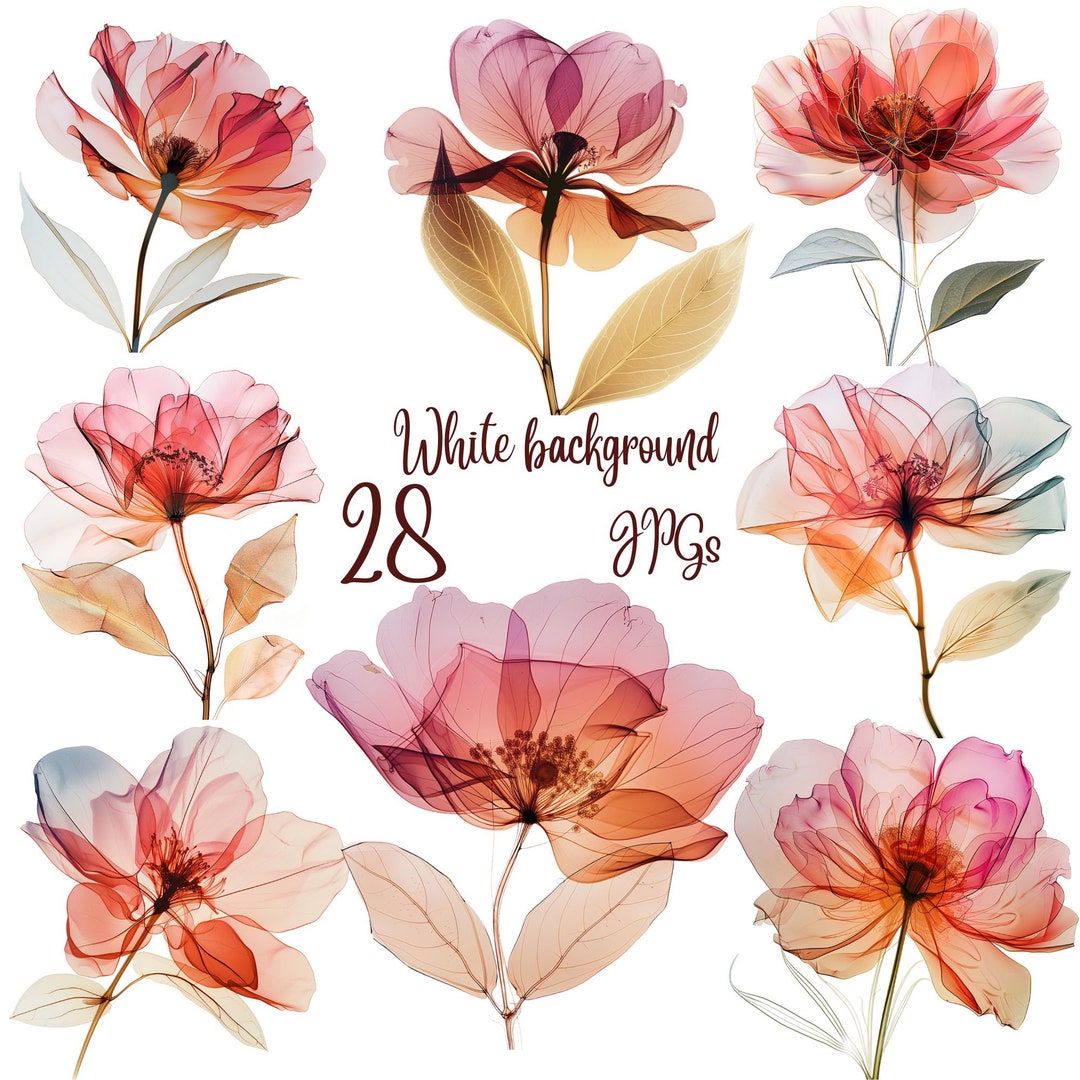 28 Jpgs, Abstract Flowers Clipart Bundle, Dried Flowers, Printable ...