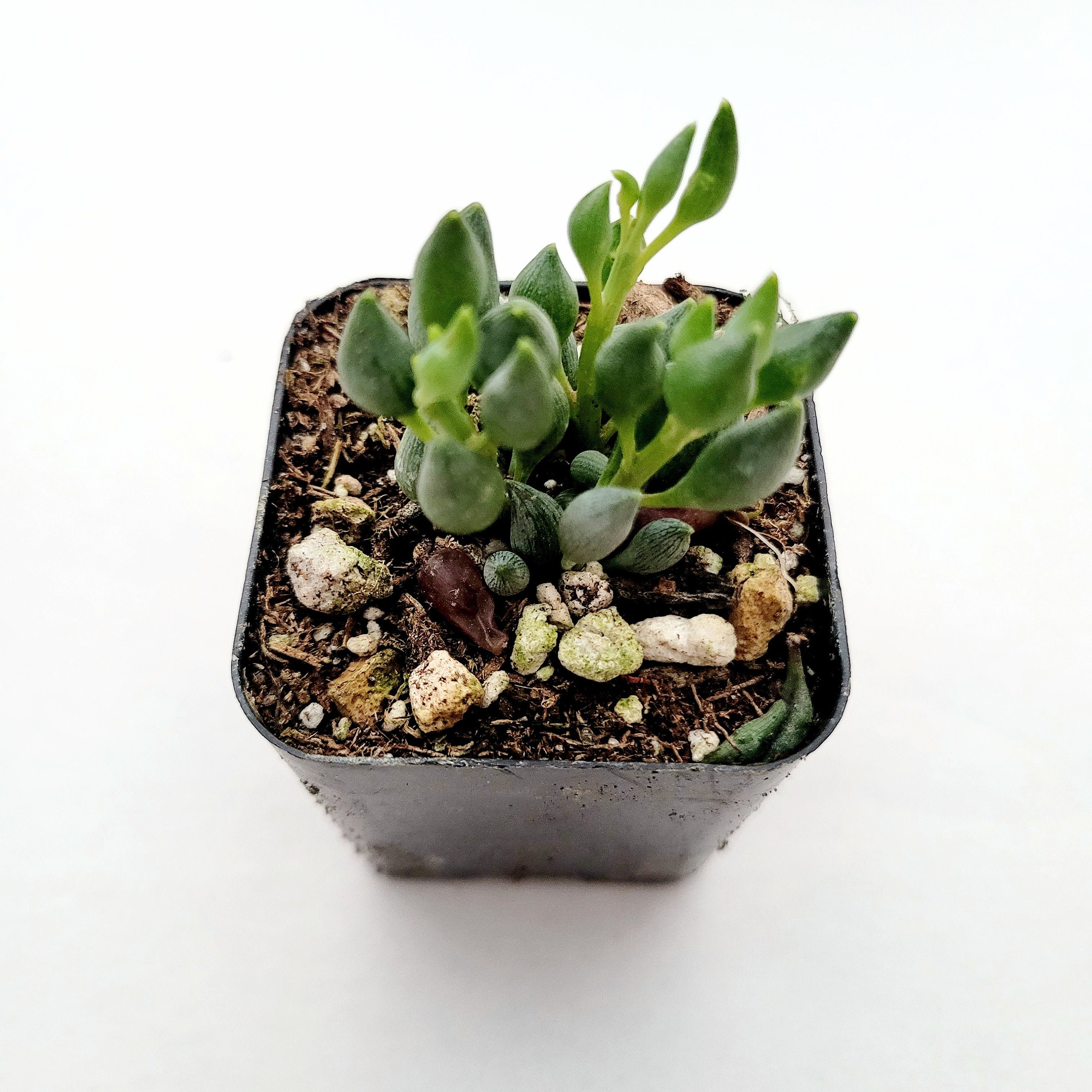 String of Tears Senecio Citriformis Succulent Plant - Etsy