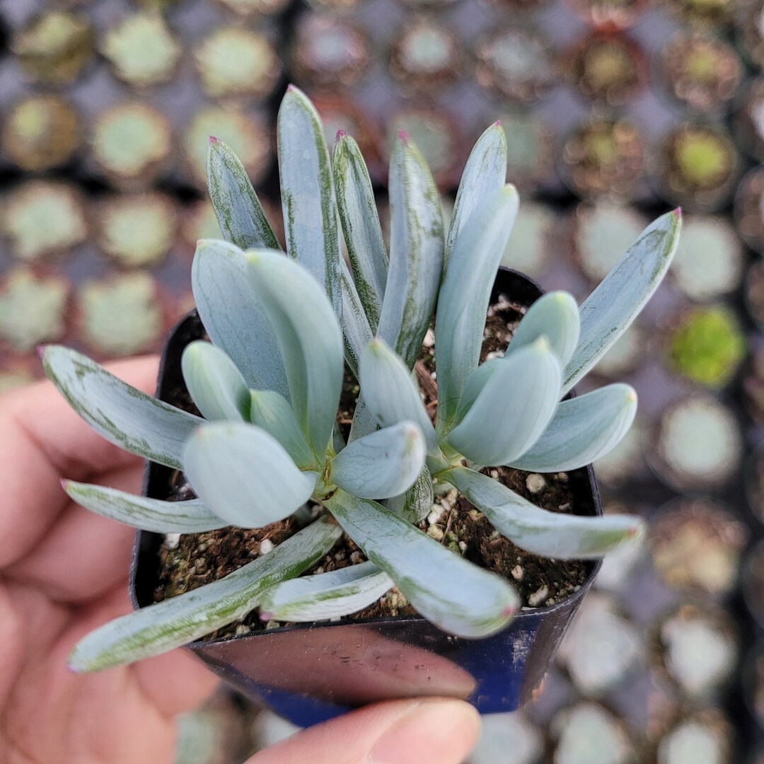 Senecio Serpens 'blue Chalk Sticks' Succulent Plant - Etsy