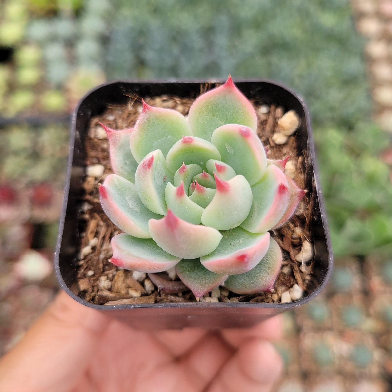 Echeveria Colorata Succulent Plant - Etsy