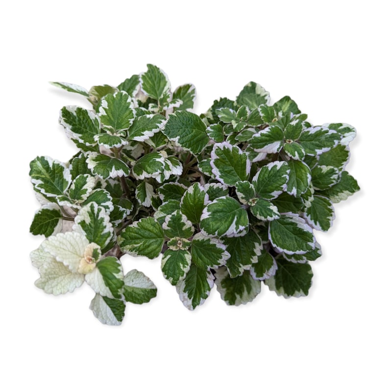 Plectranthus Forsteri 'marginatus' Variegated Swedish Ivy Succulent ...