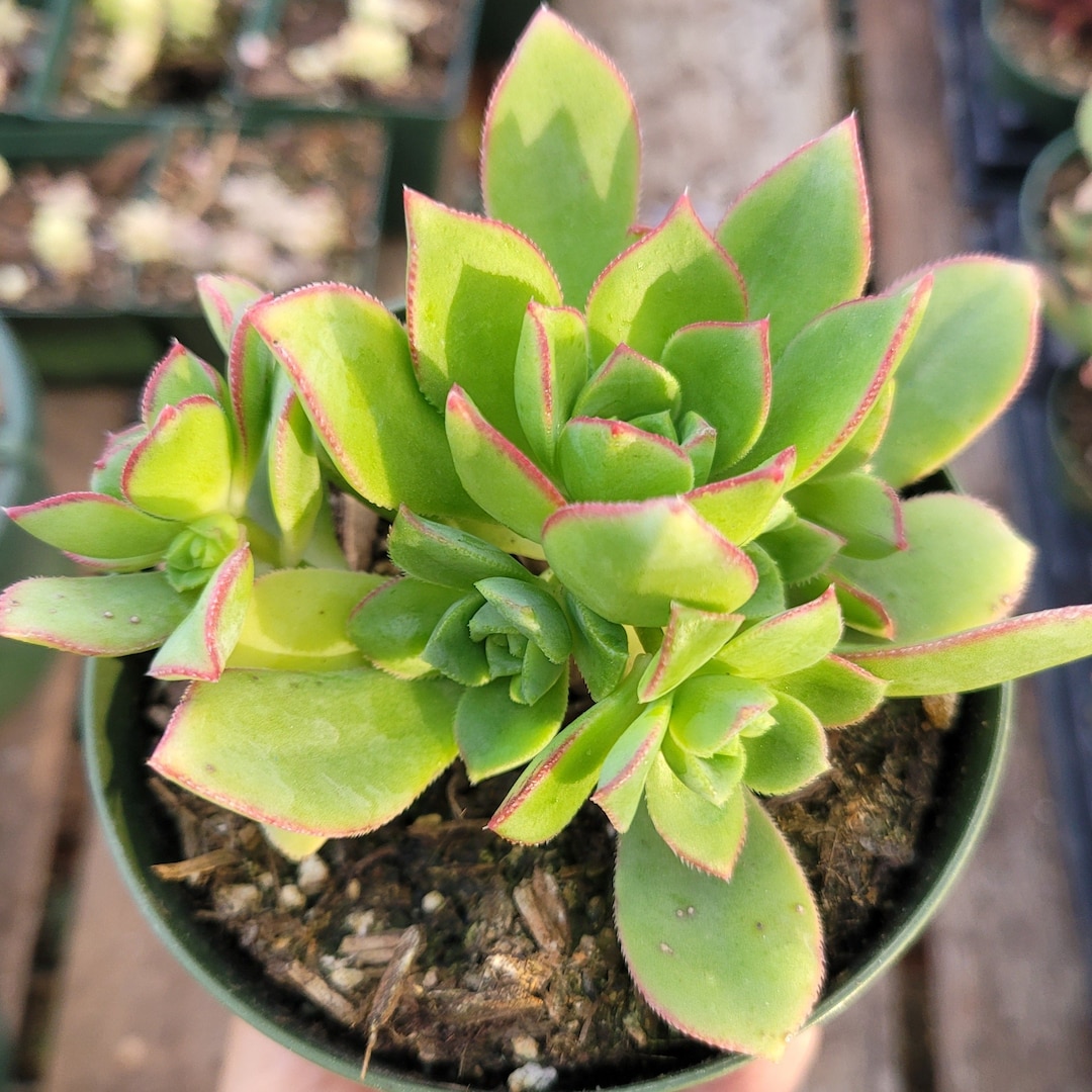 Aeonium Haworthii 'pinwheel Aeonium' Succulent Plant - Etsy