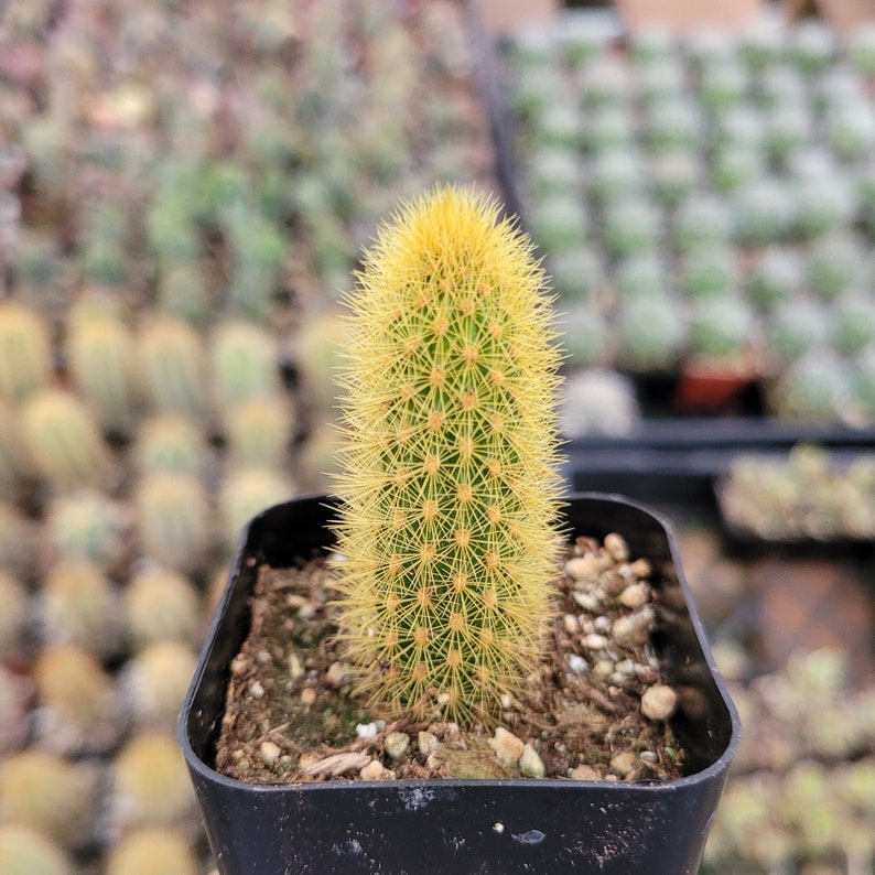 Cleistocactus Winteri Golden Rat Tail Cactus - Etsy