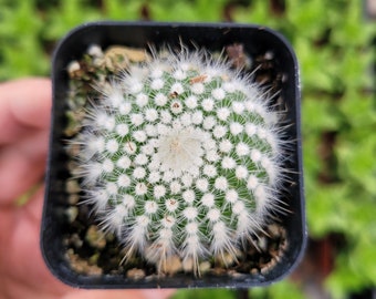 Notocactus Silver Ball Cactus Parodia Scopa - Etsy