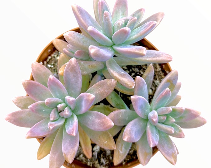 Graptosedum 'francesco Baldi' Succulent Plant - Etsy