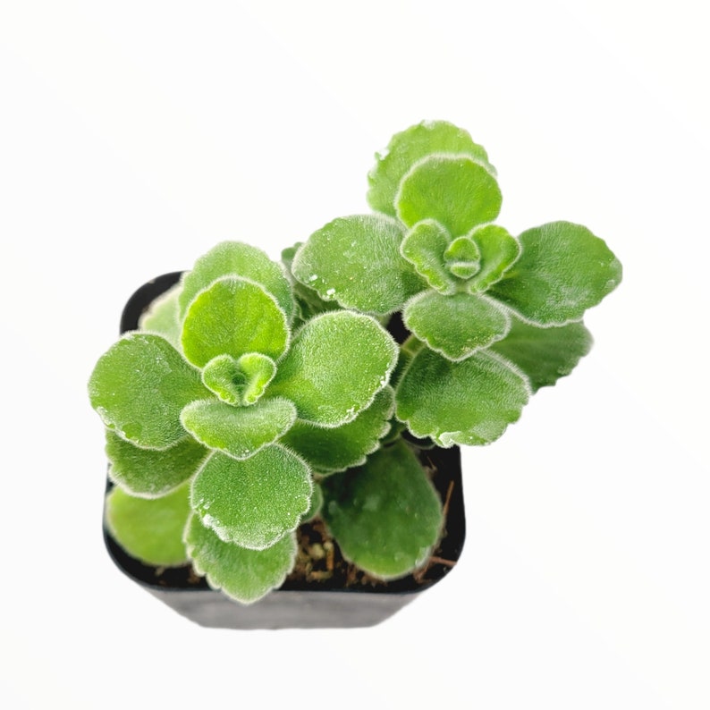 Plectranthus tomentosa - Planta suculenta Vicks Plant - Etsy México