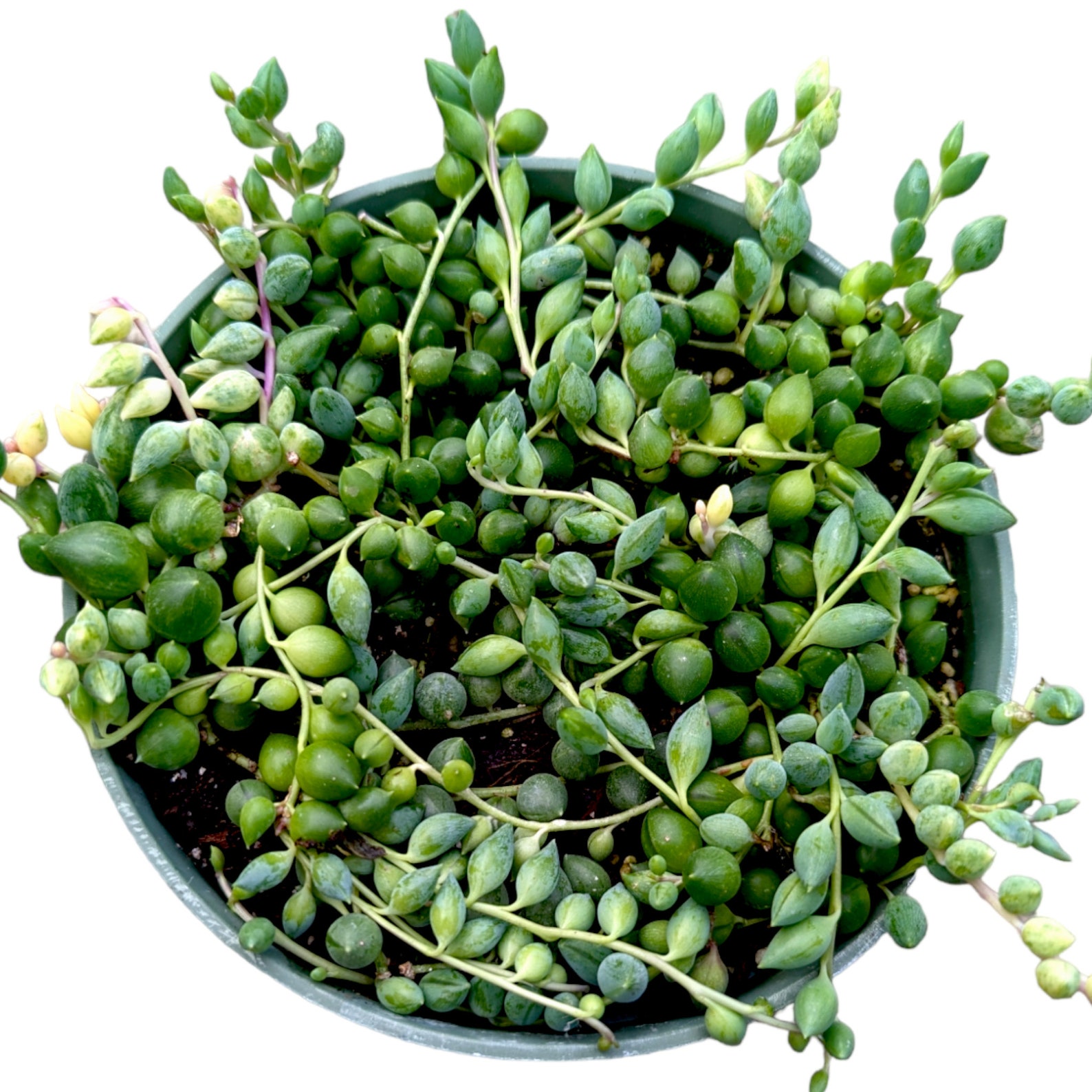 Senecio 'angel Tears' Variegata Succulent Plant - Etsy