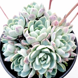 Echeveria 'raspberry Ice' Succulent Plant - Etsy