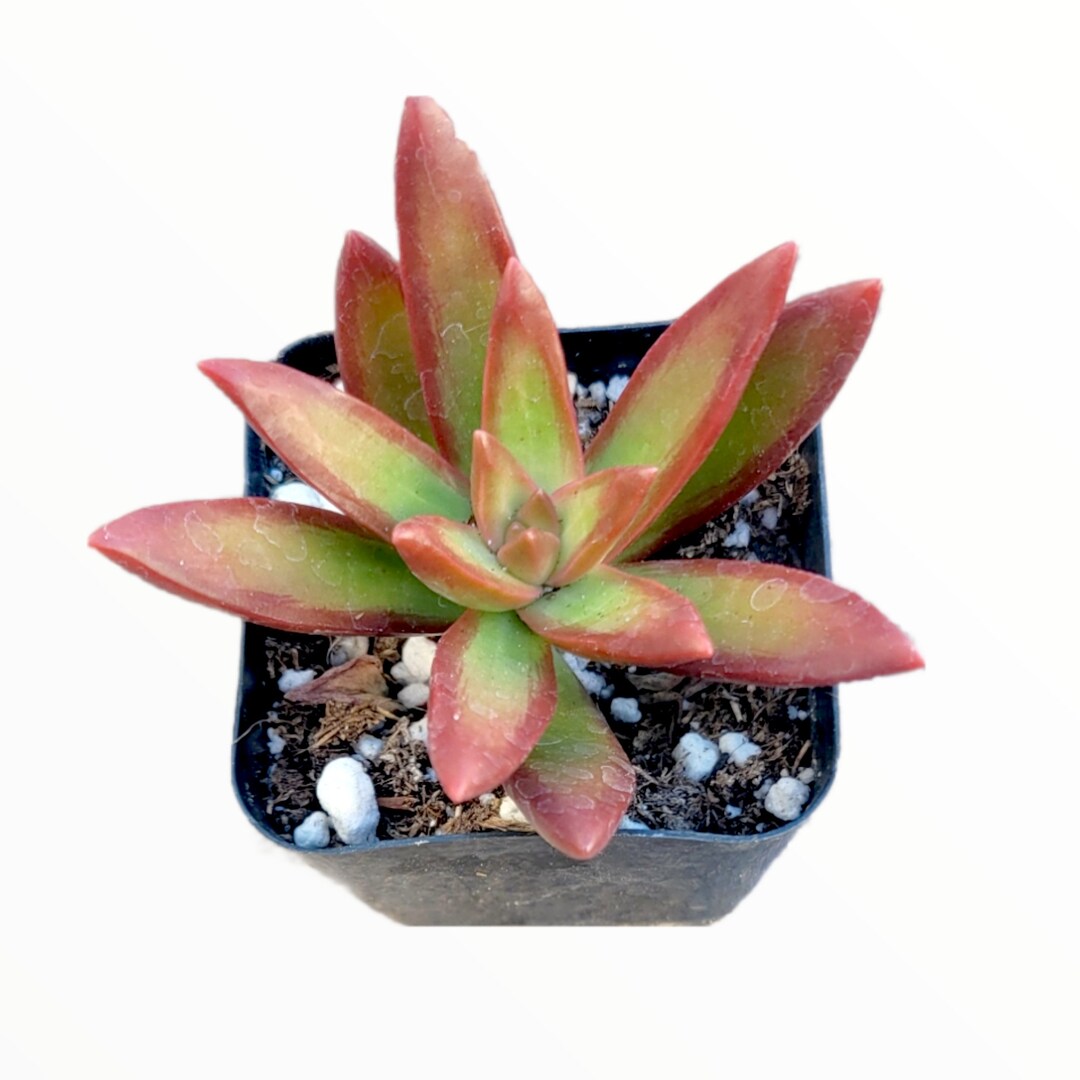 Sedum Adolphii 'firestorm' Succulent Plant - Etsy