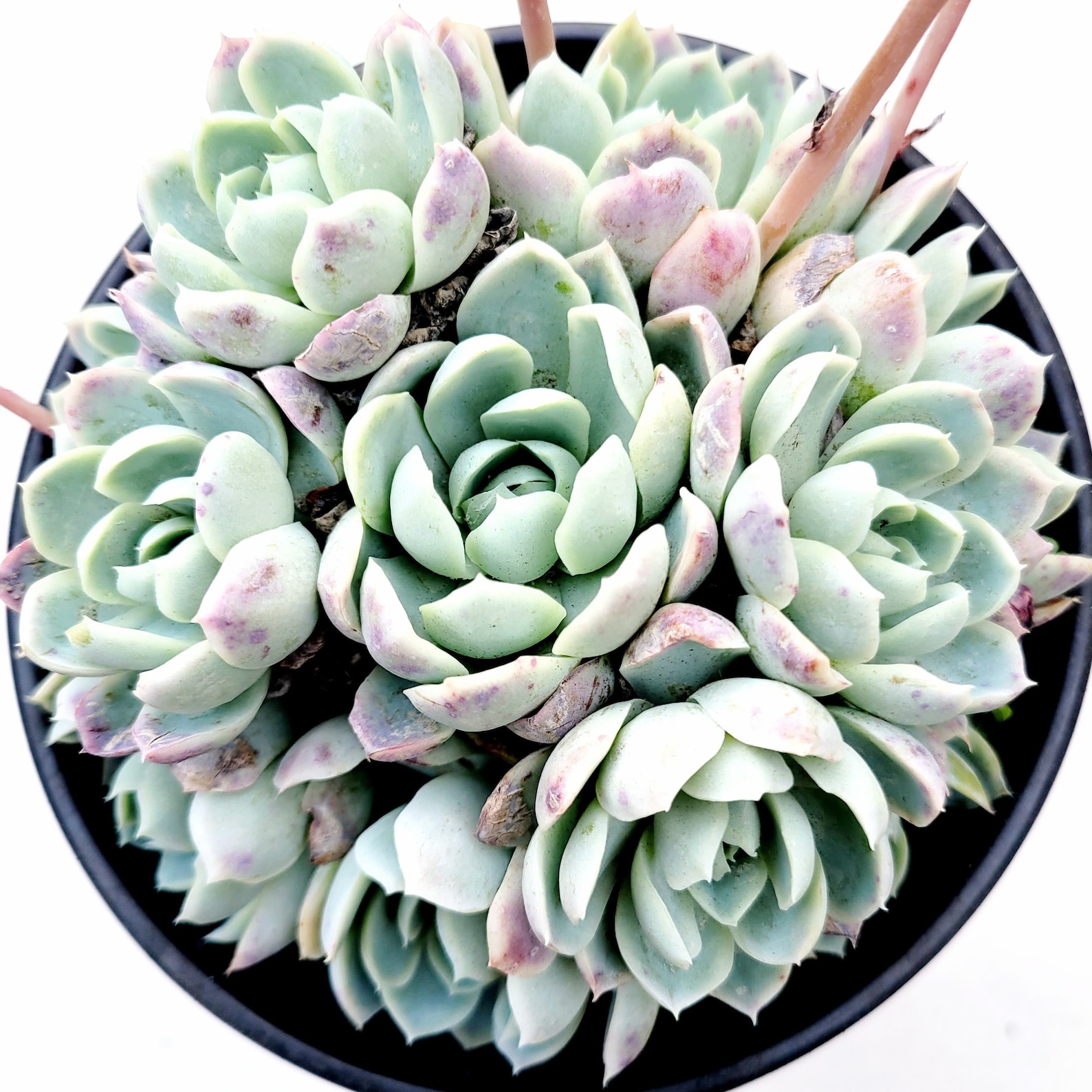 Echeveria 'raspberry Ice' Succulent Plant - Etsy