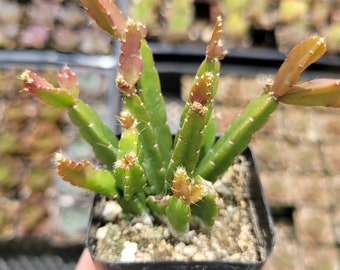 Rhipsalis Capiliformis, the Old Man Beard Cactus, Rooted Plants Shipped ...