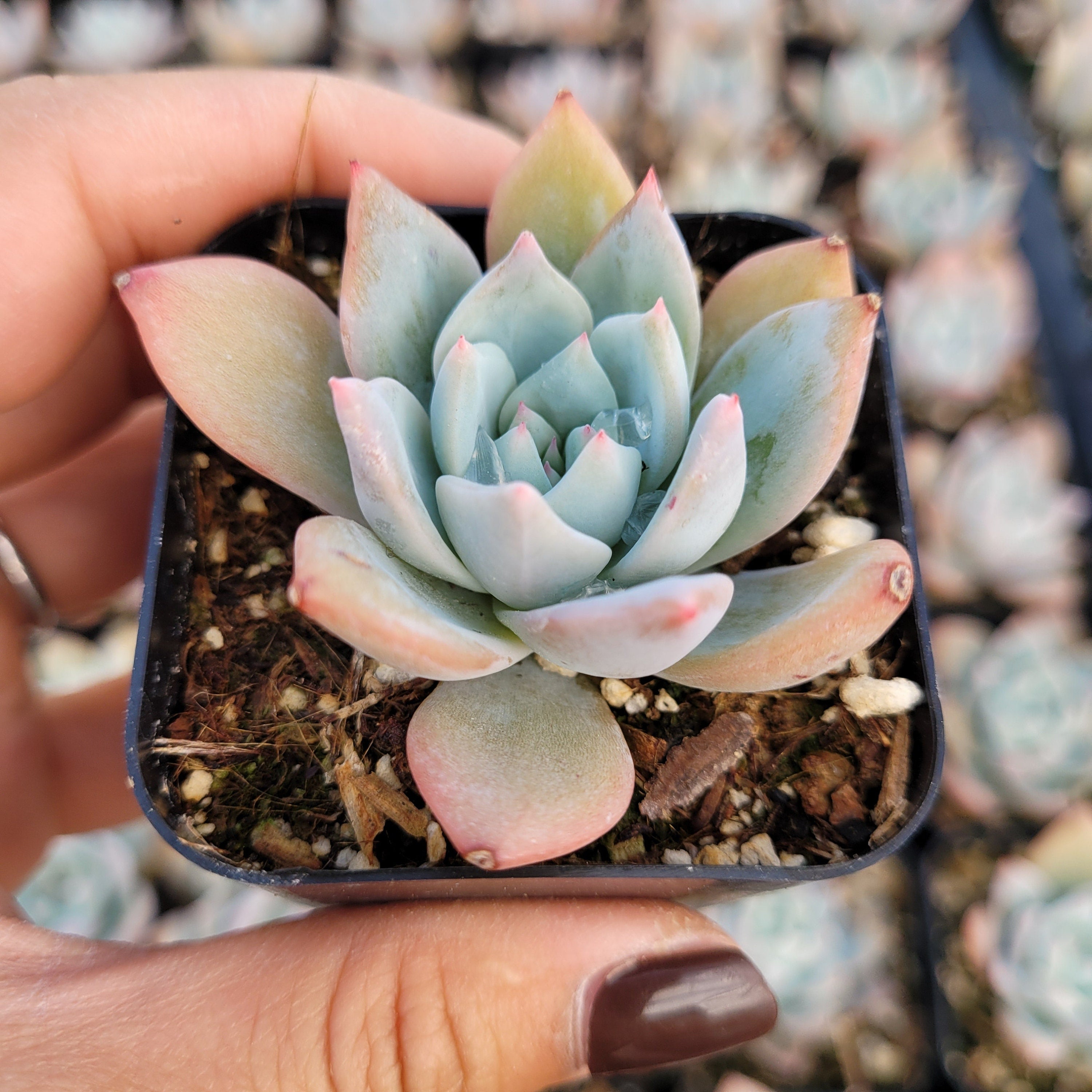 Echeveria 'blue Bird' Succulent Plant - Etsy