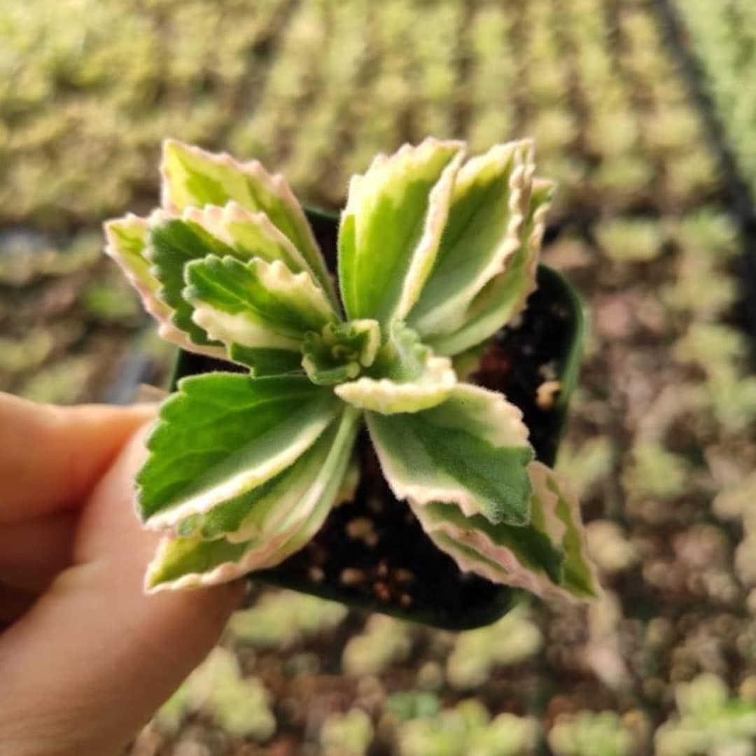 Plectranthus Neochilus Variegated 'mike's Fuzzy Wuzzy' Succulent Plant ...
