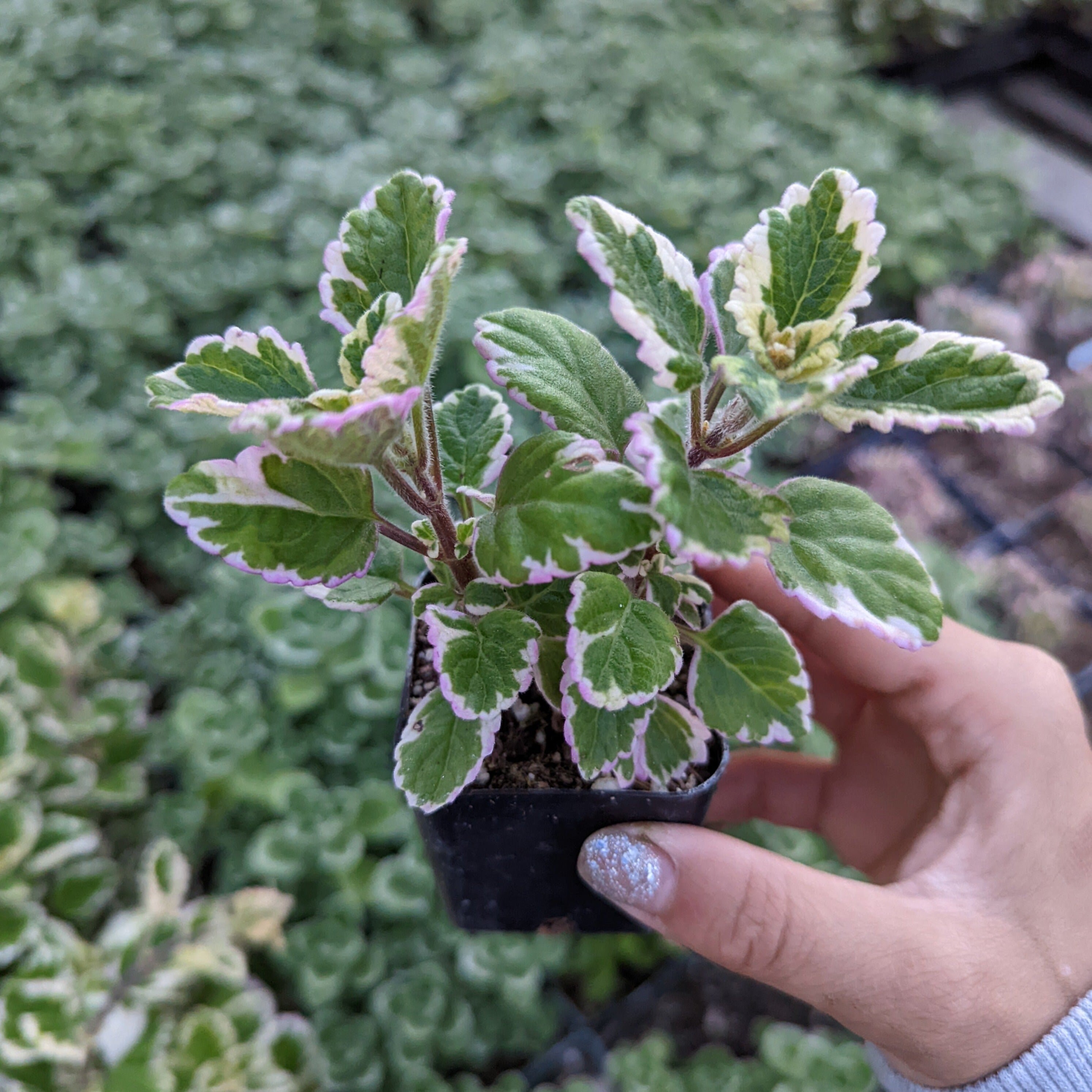 Plectranthus Forsteri 'marginatus' Variegated Swedish Ivy Succulent ...